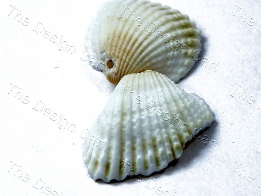 Off White Flat Sea Shells | The Design Cart